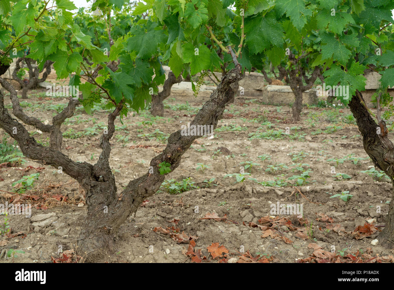 Old traditional alberello vineyards with rows of primitivo wine grapes ...