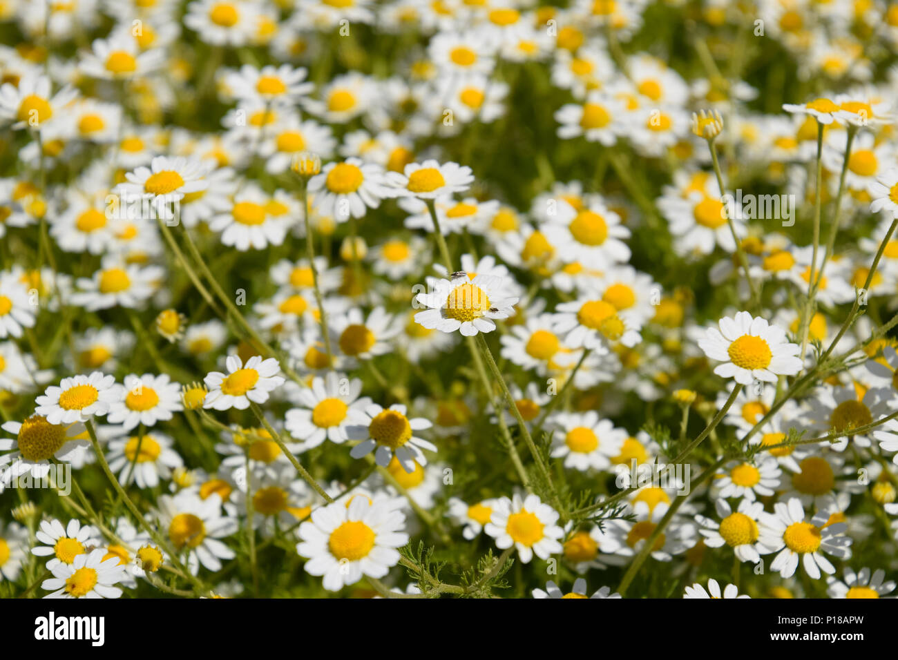 Chamomile flowers. Pharmaceutical camomile. Medicinal plant chamomile ...