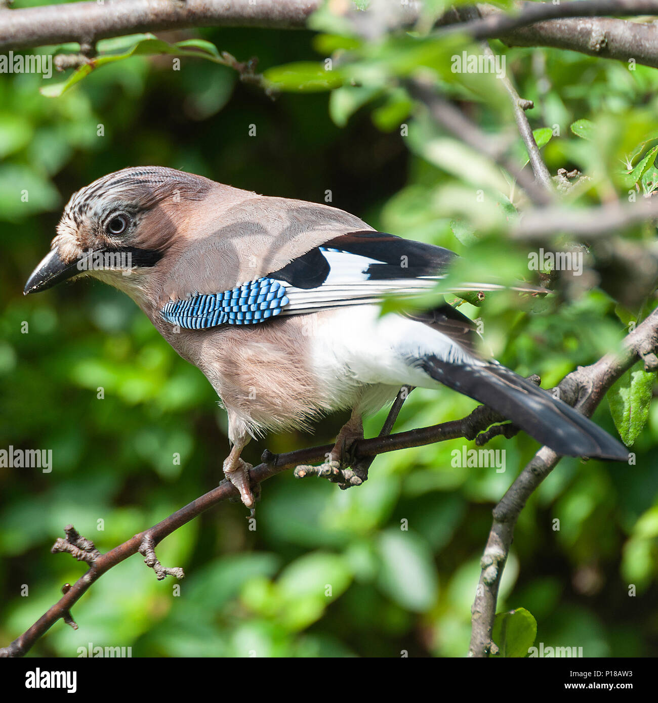 A Jay Perching in a Cherry Tree Looking for Food in a Garden in Alsager ...