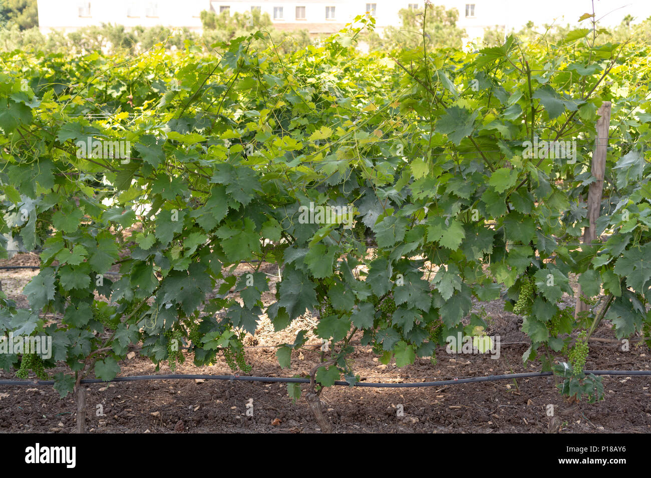 Ripening of white wine muscat grapes plants in great wine region of ...