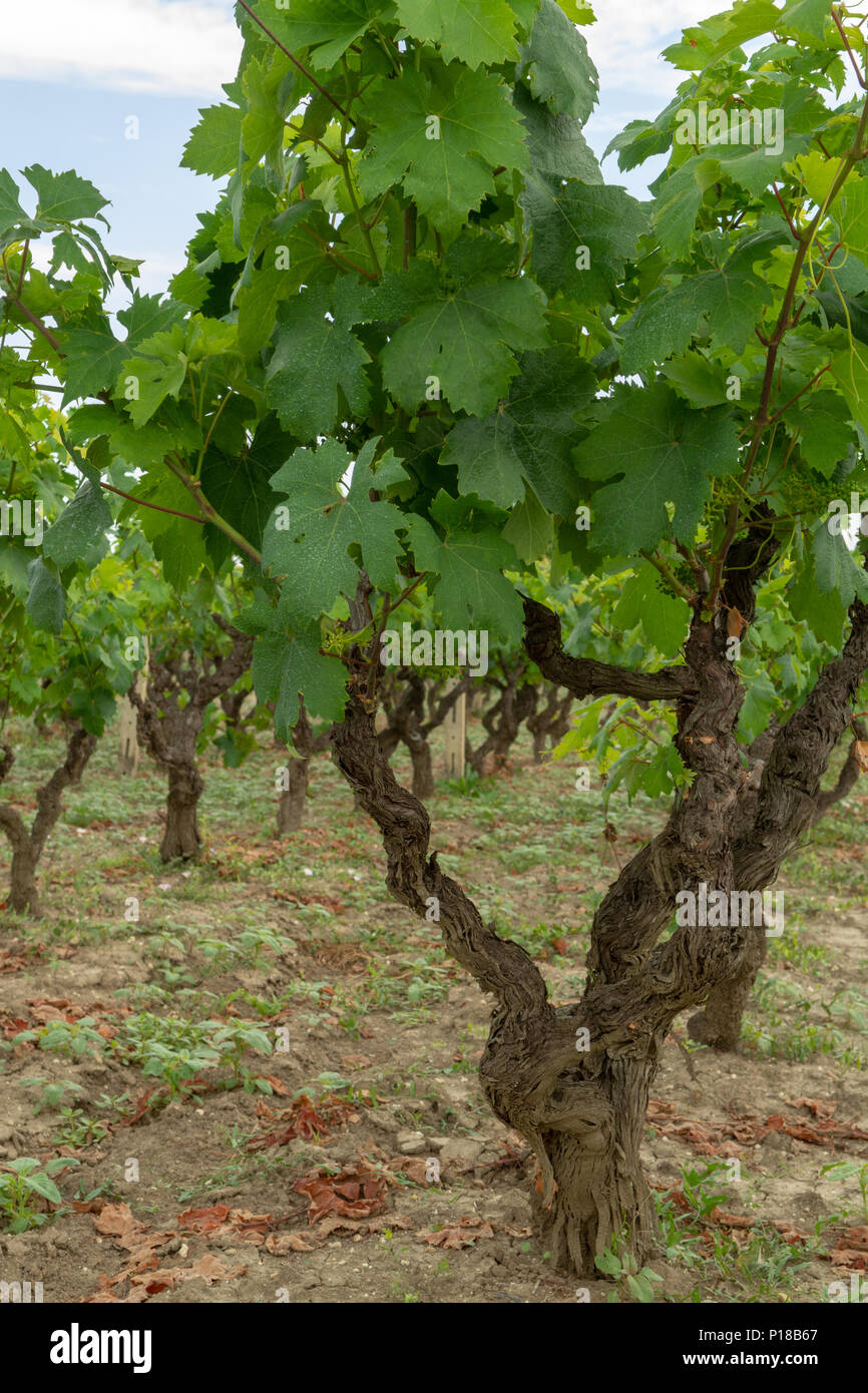 Old traditional alberello vineyards with rows of primitivo wine grapes ...