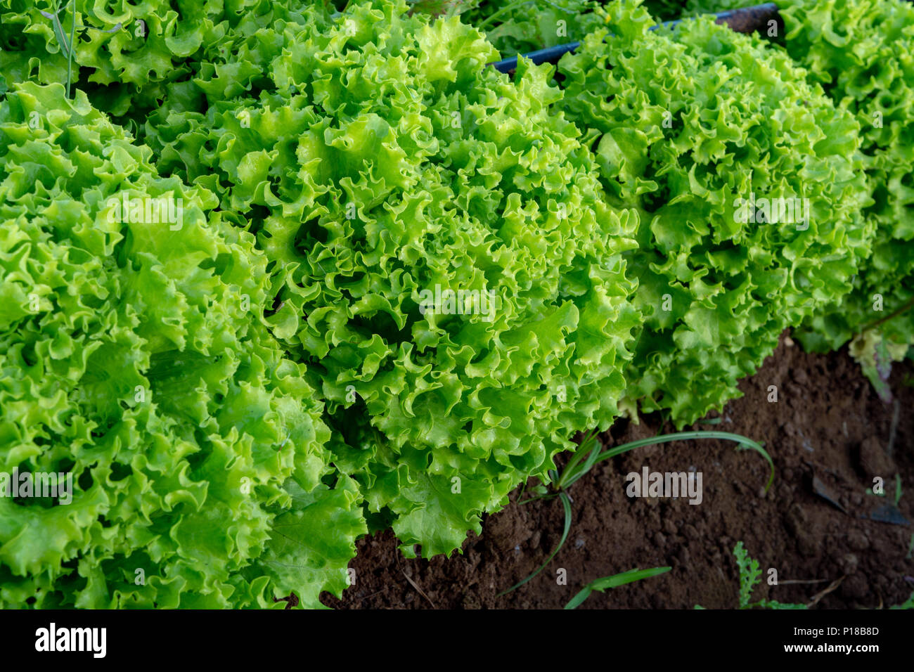 Fresh organic green lettuce leaf vegetable growth outdoor on field ...