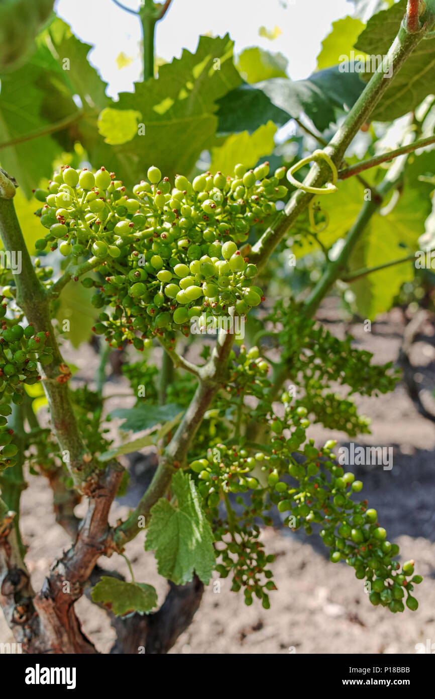 Primitivo manduria hi-res stock photography and images - Alamy