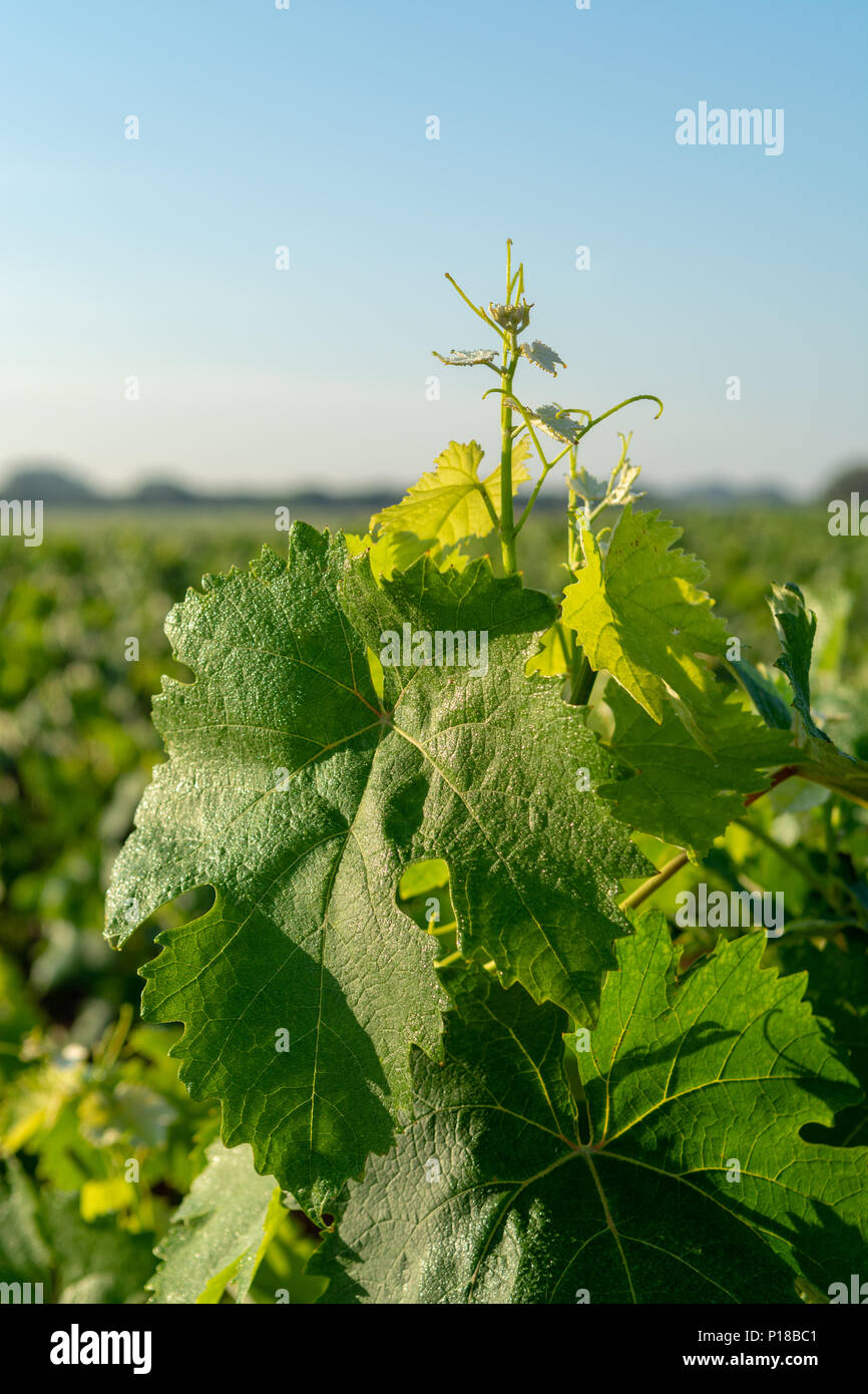 Primitivo manduria hi-res stock photography and images - Alamy