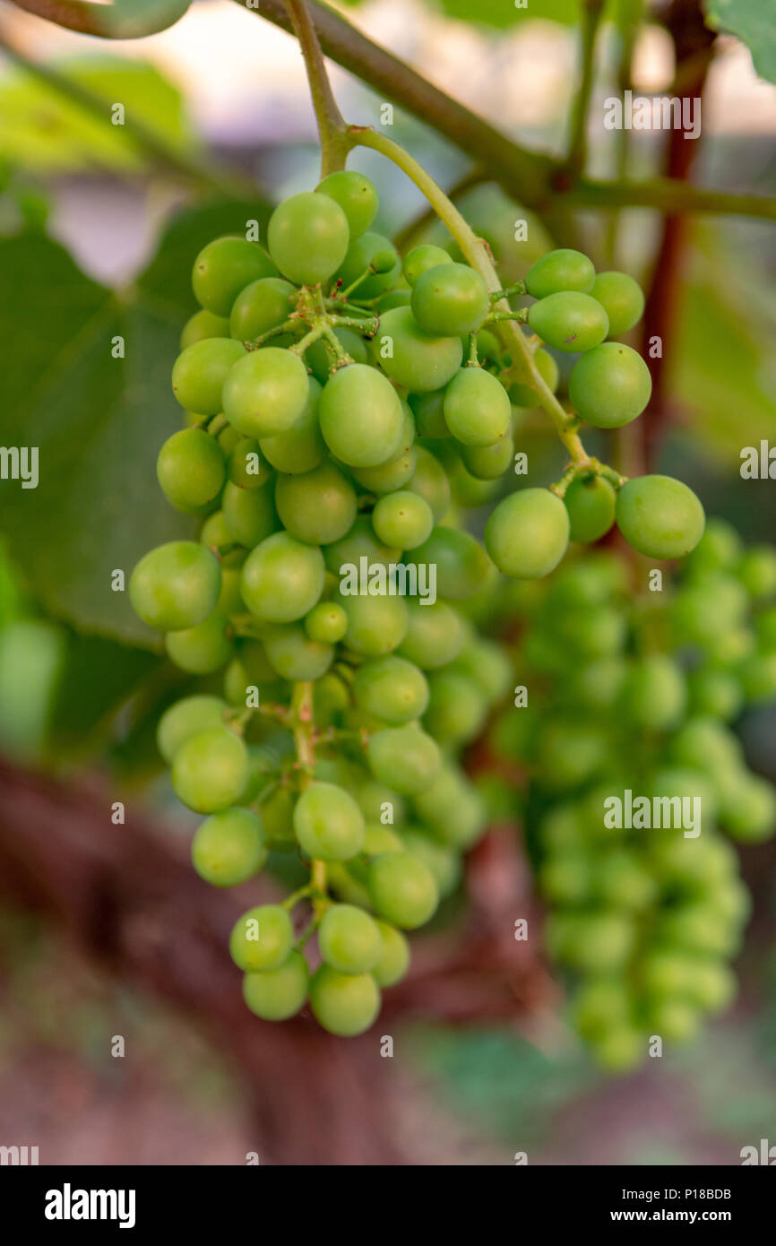 Ripening of white wine muscat grapes plants in great wine region of ...