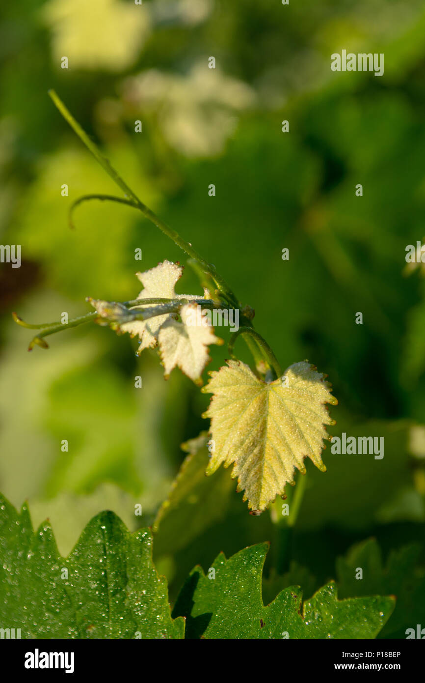 Primitivo manduria hi-res stock photography and images - Alamy