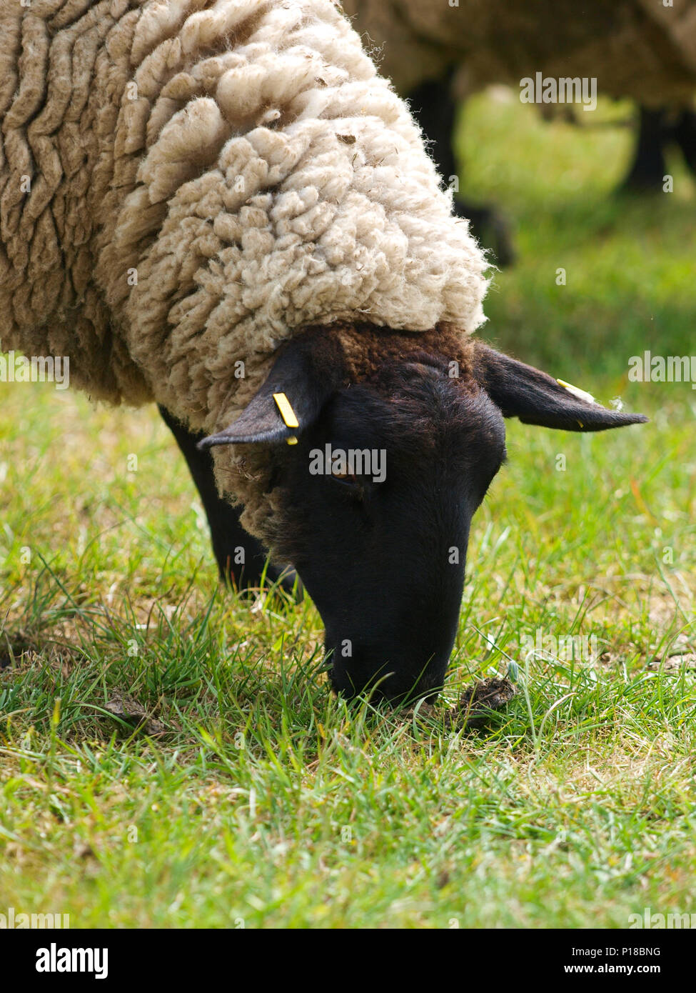 Head suffolk sheep hi-res stock photography and images - Alamy