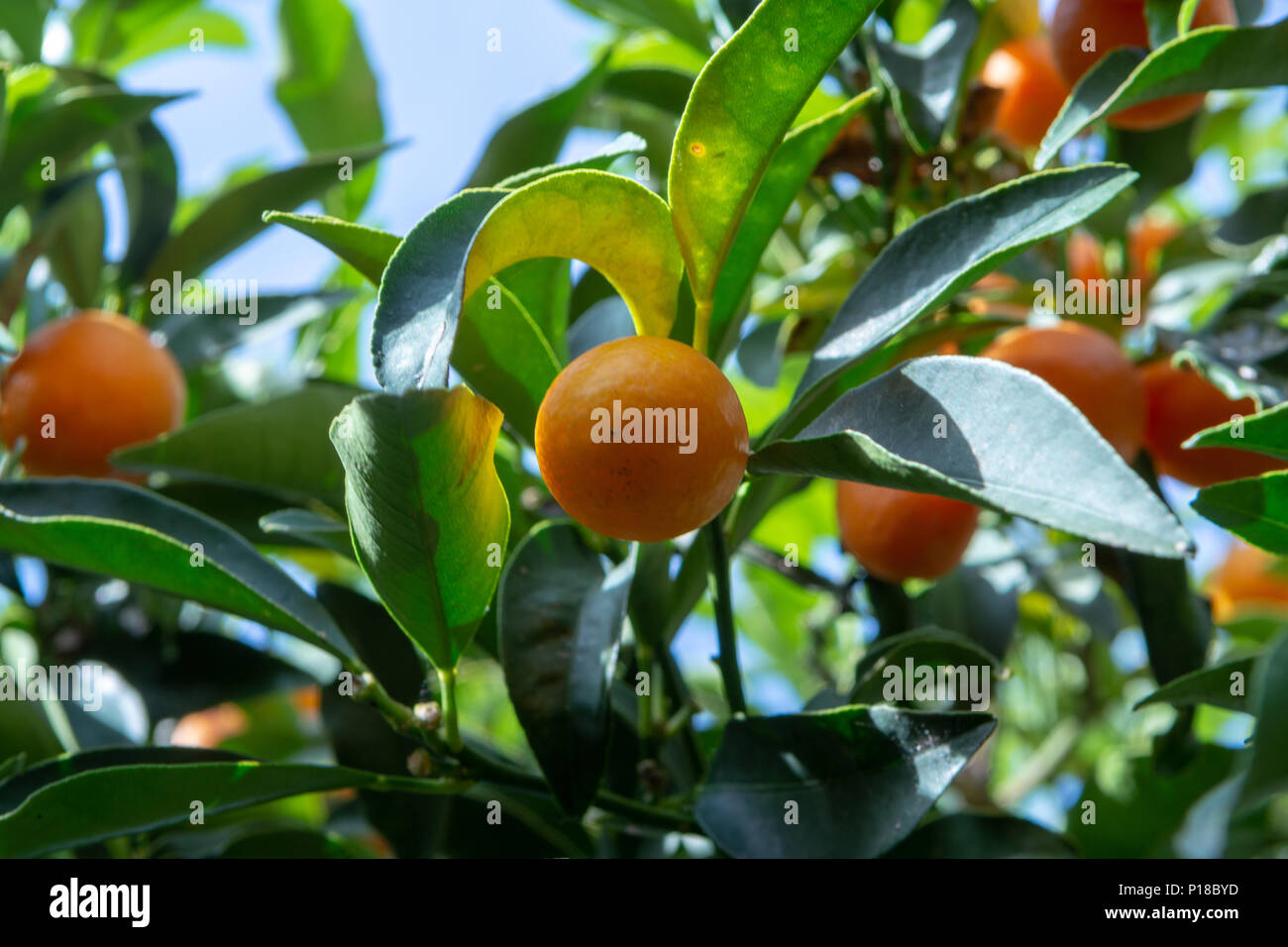Tropical small ripe orange citrus fruits kumquats on tree, close up ...