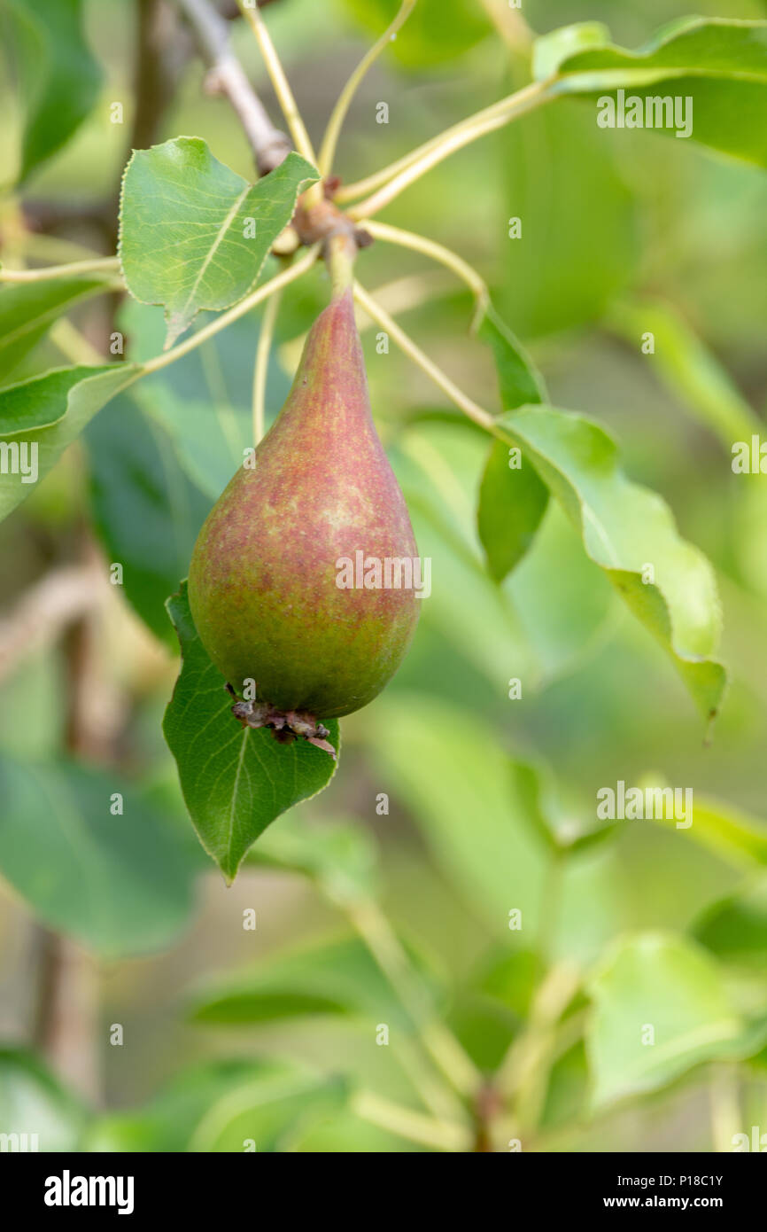 Conference pear flower hi-res stock photography and images - Alamy
