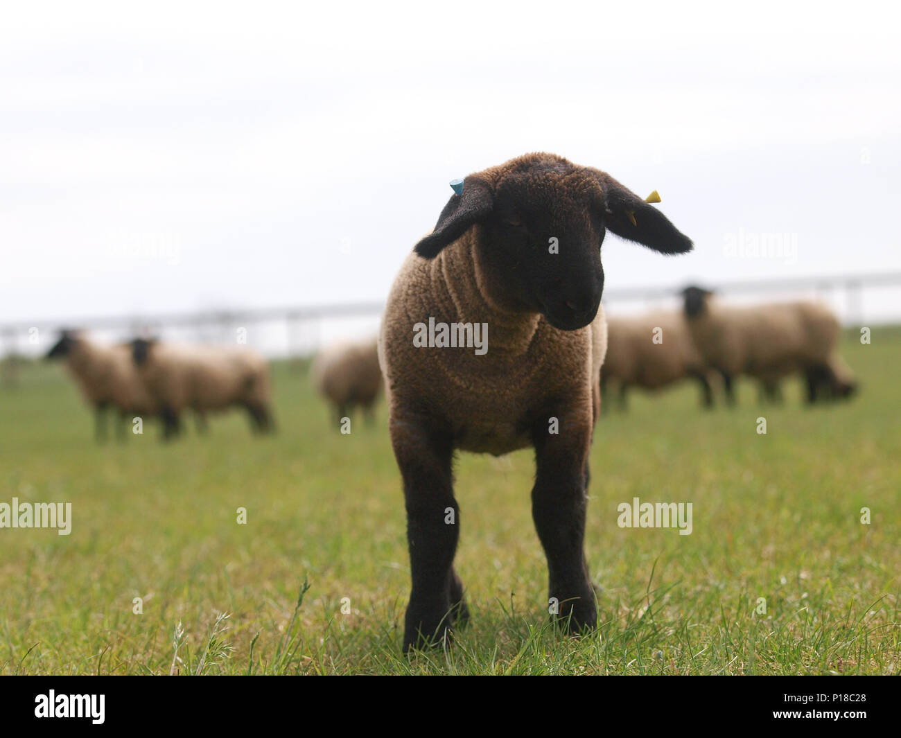 Suffolk lamb hi-res stock photography and images - Alamy