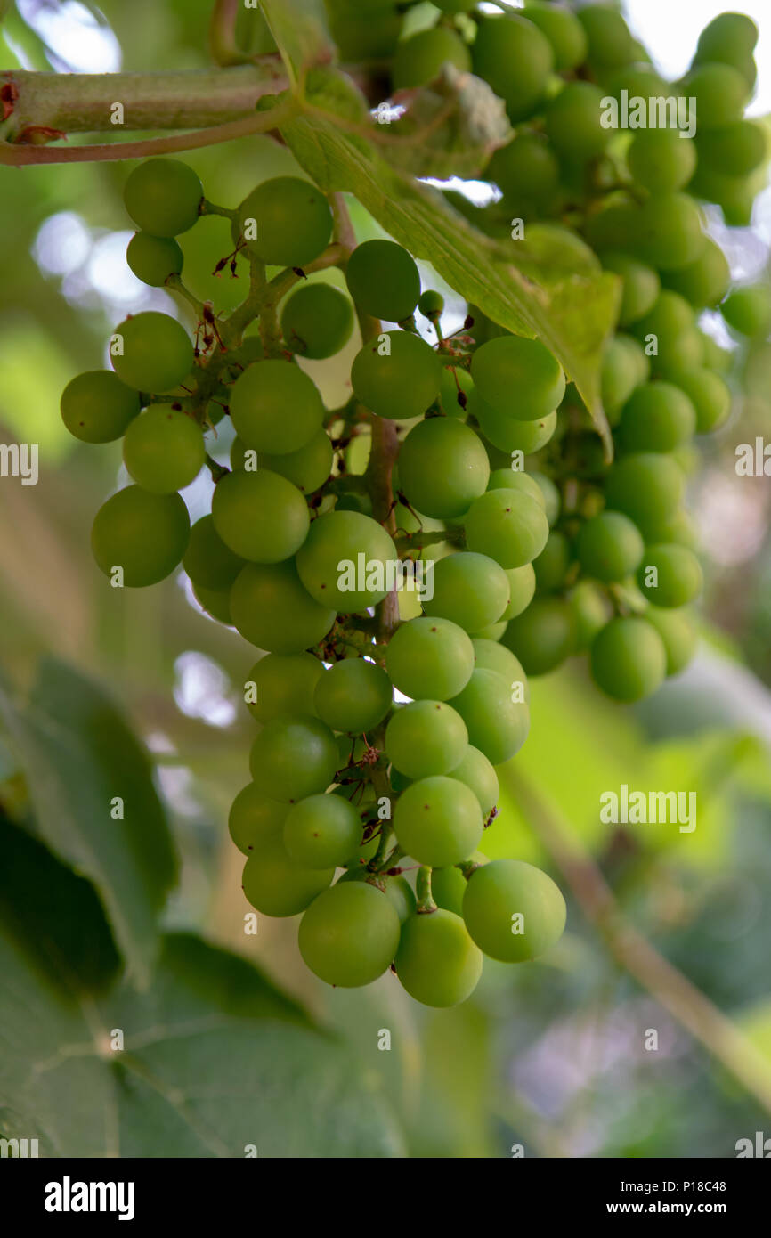 Ripening of white wine muscat grapes plants in great wine region of ...