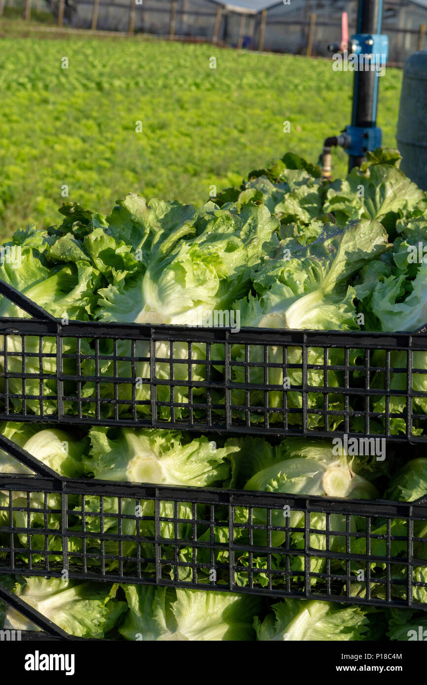Fresh organic green lettuce leaf vegetable growth outdoor on field ...