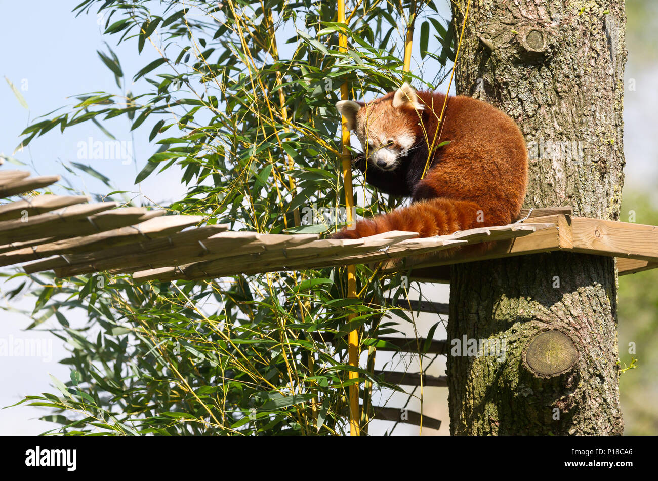 Red panda eating bamboo hi-res stock photography and images - Alamy
