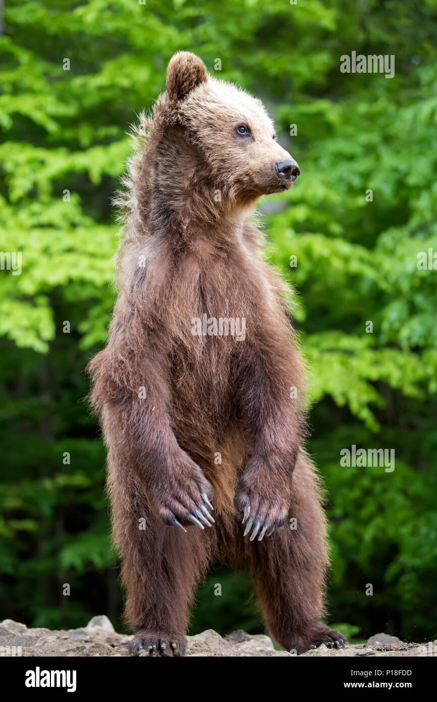 Brown Bear Standing Up