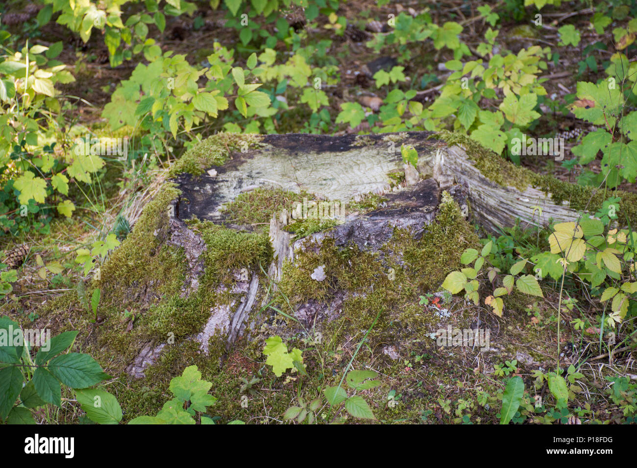 Old stump of tree after people cutting in forest at Germany Stock Photo ...