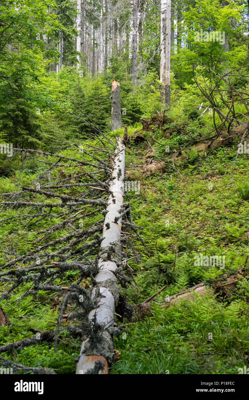 Forest scene with fallen tree hi-res stock photography and images - Alamy