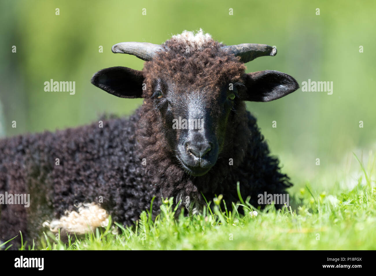 Young sheep flock standing on hi-res stock photography and images - Alamy