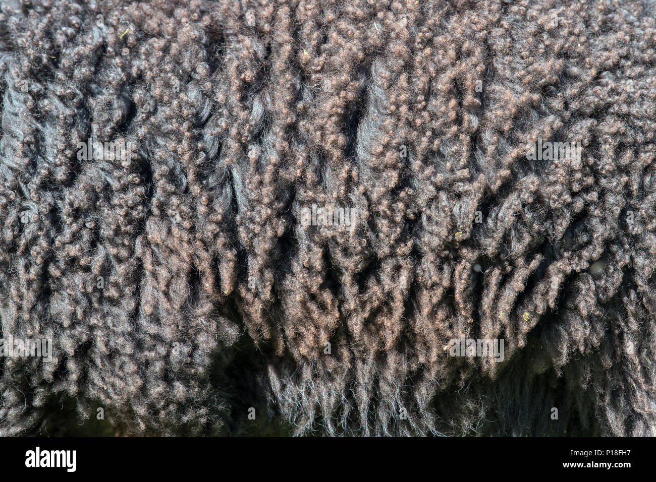 Wool skin hi-res stock photography and images - Alamy