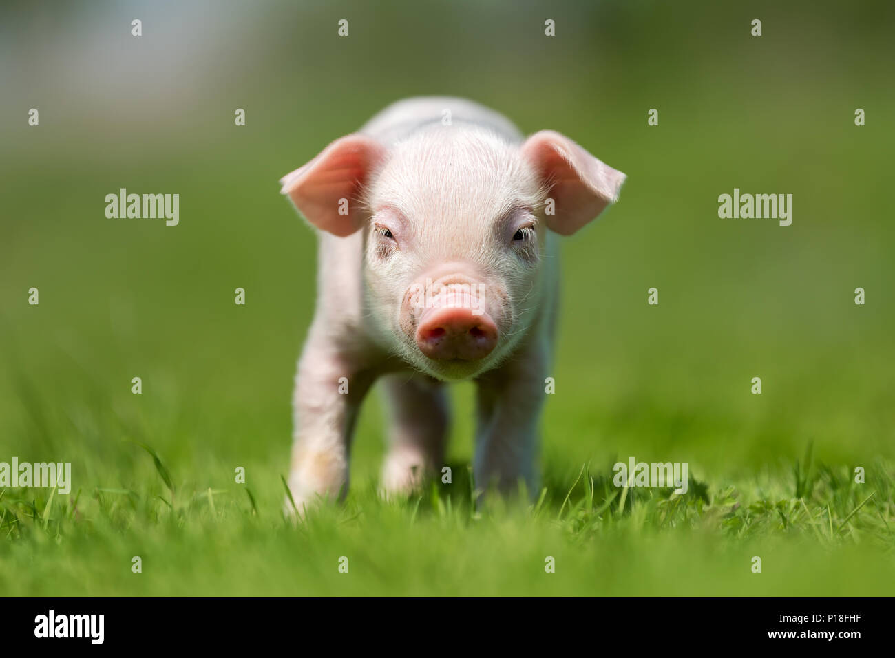 Newborn piglet on spring green grass on a farm Stock Photo - Alamy