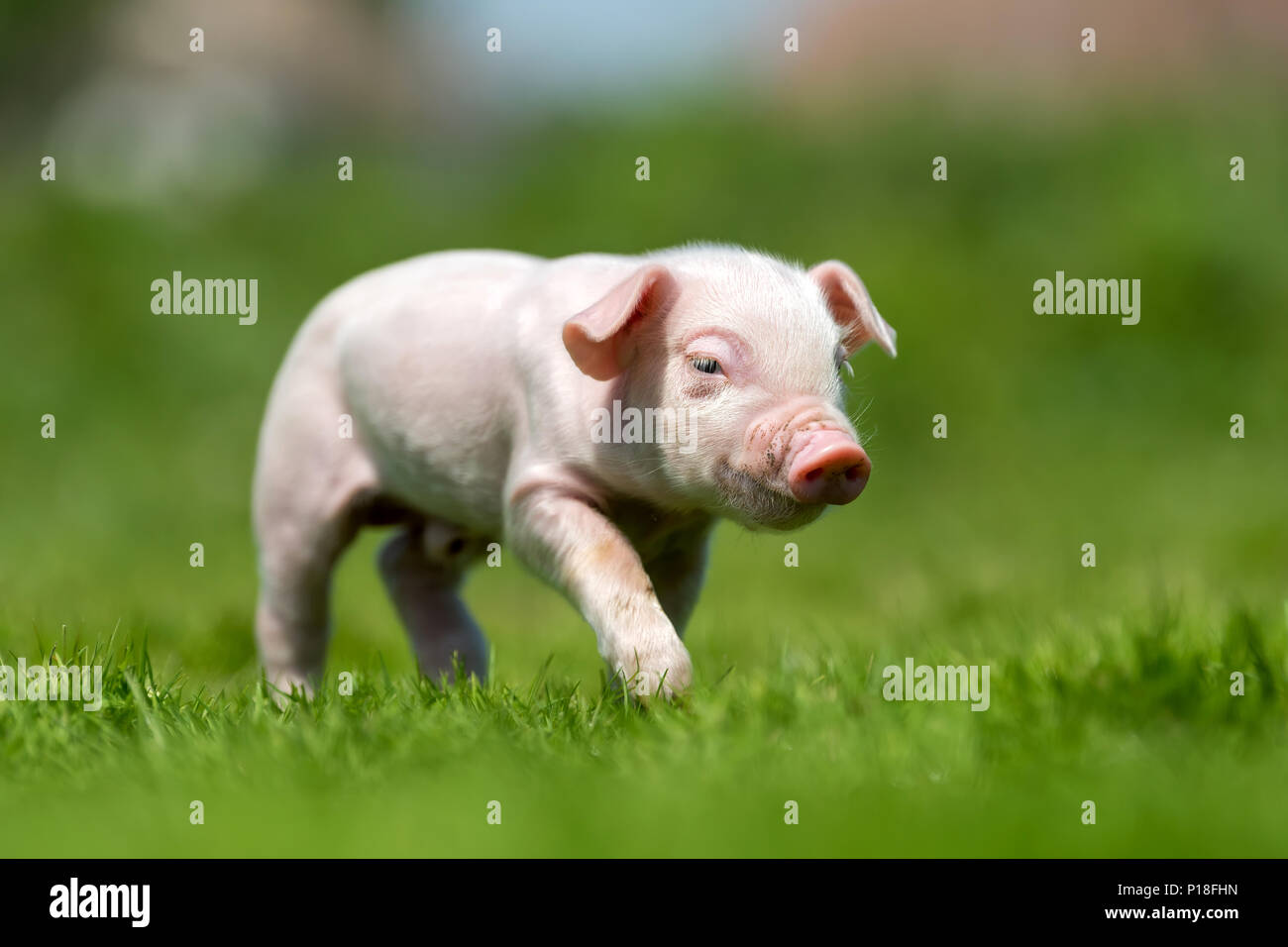 Newborn piglet on spring green grass on a farm Stock Photo - Alamy