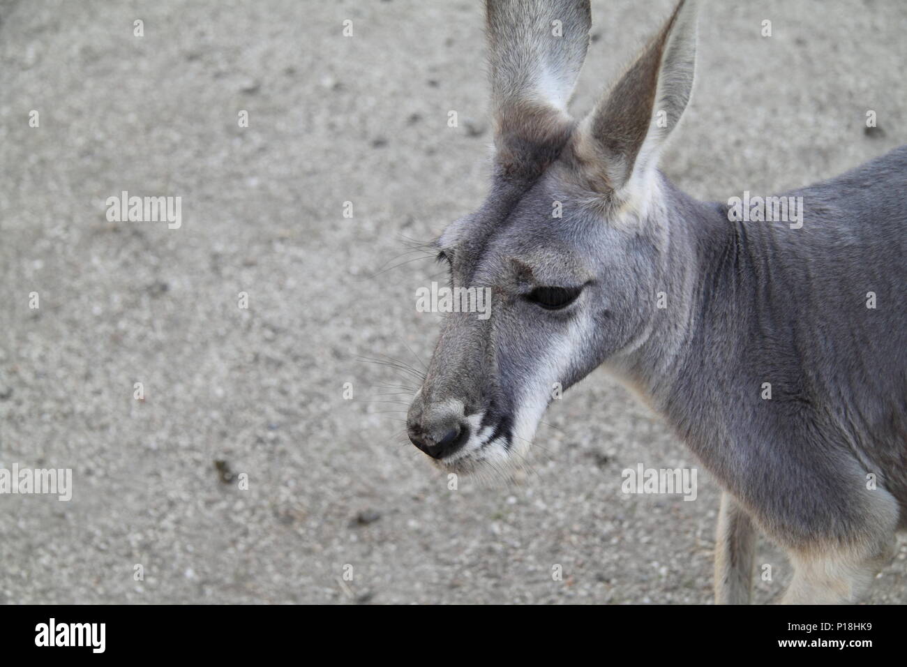 Female Red Kangaroo (Macropus Rufus Stock Photo - Alamy