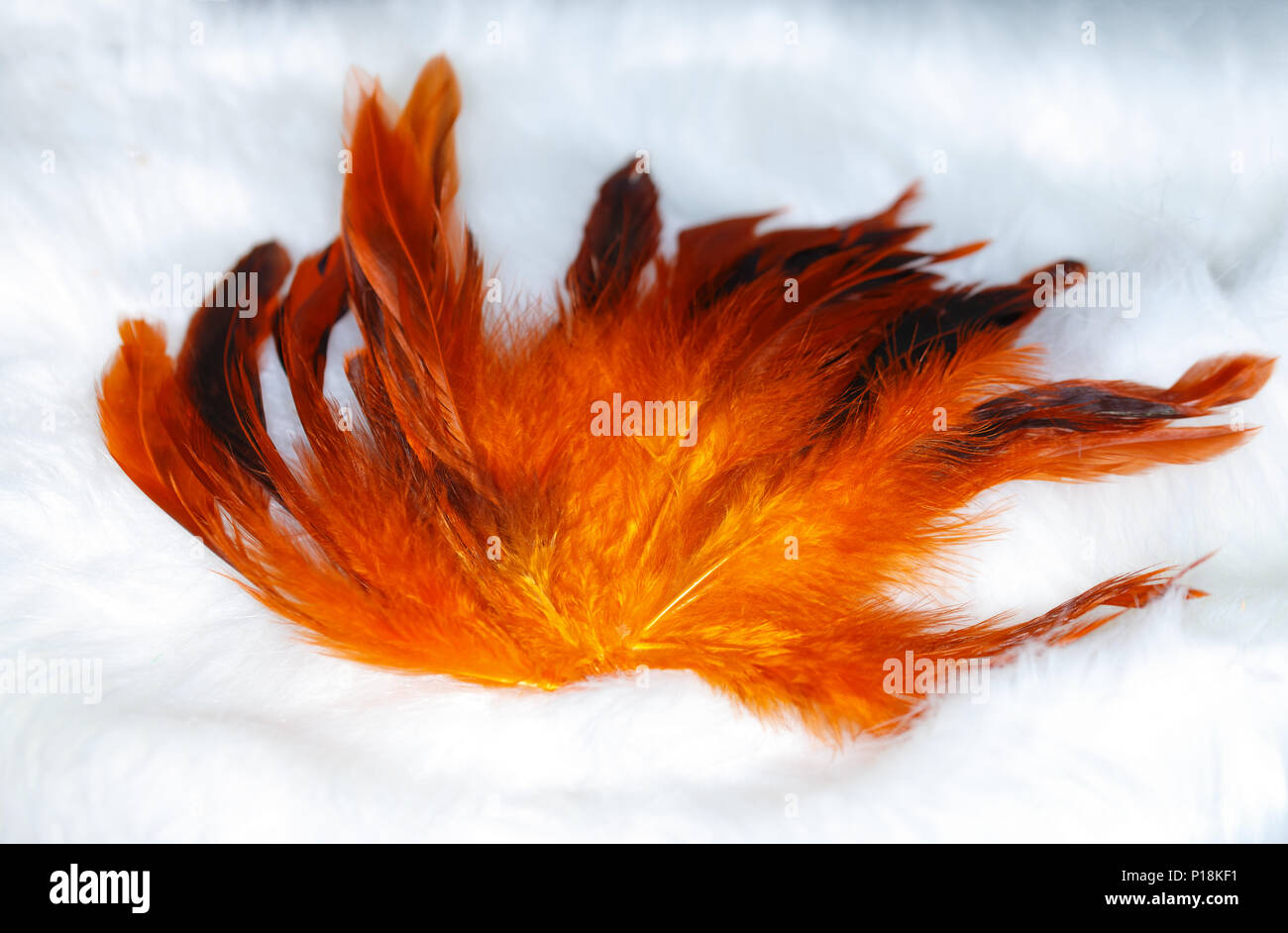 beautiful detail of a feather structure in brilliant color tones Stock ...