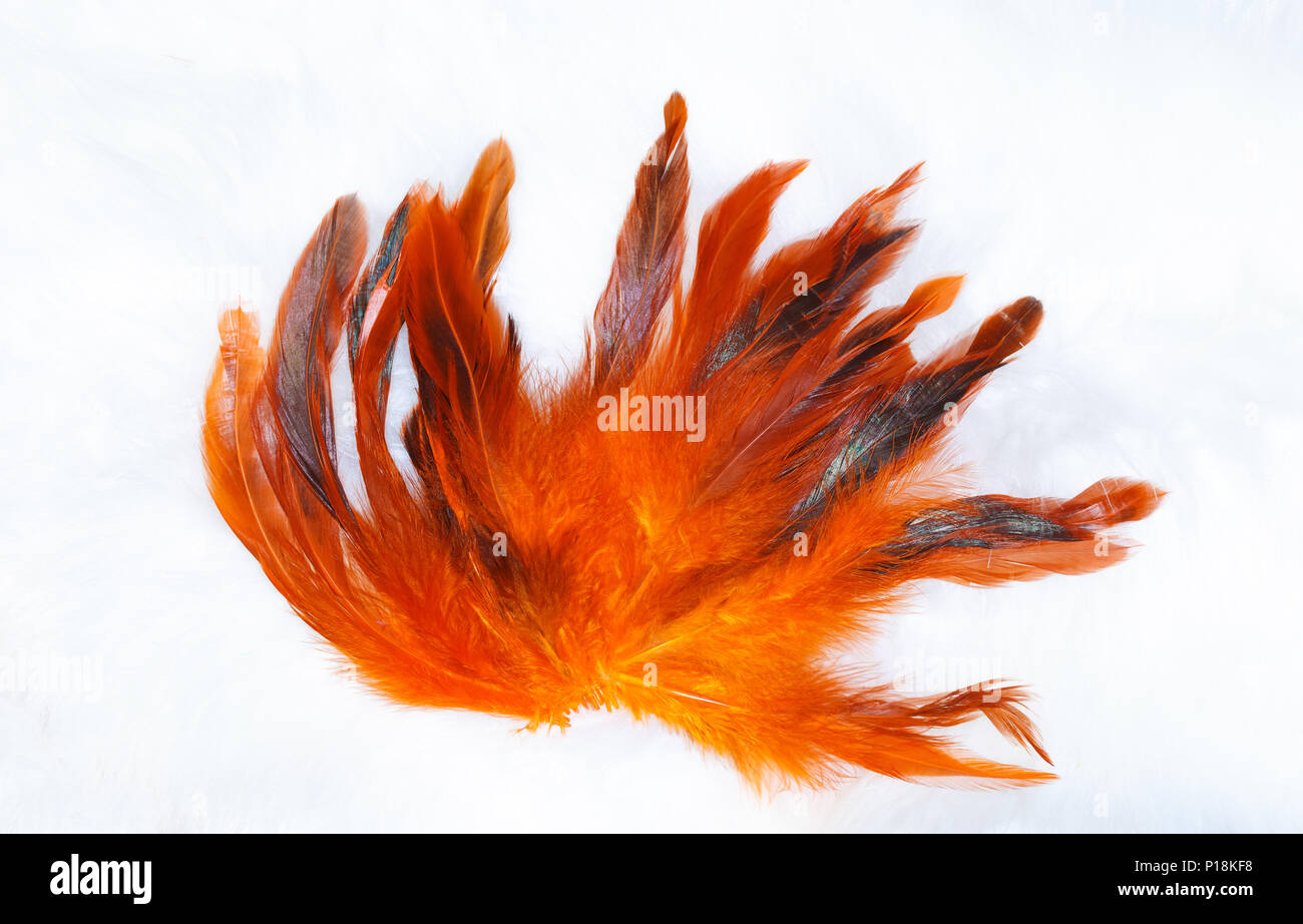 beautiful detail of a feather structure in brilliant color tones Stock ...