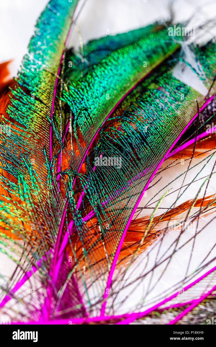 detail of a feather structure in beautiful color tones Stock Photo - Alamy