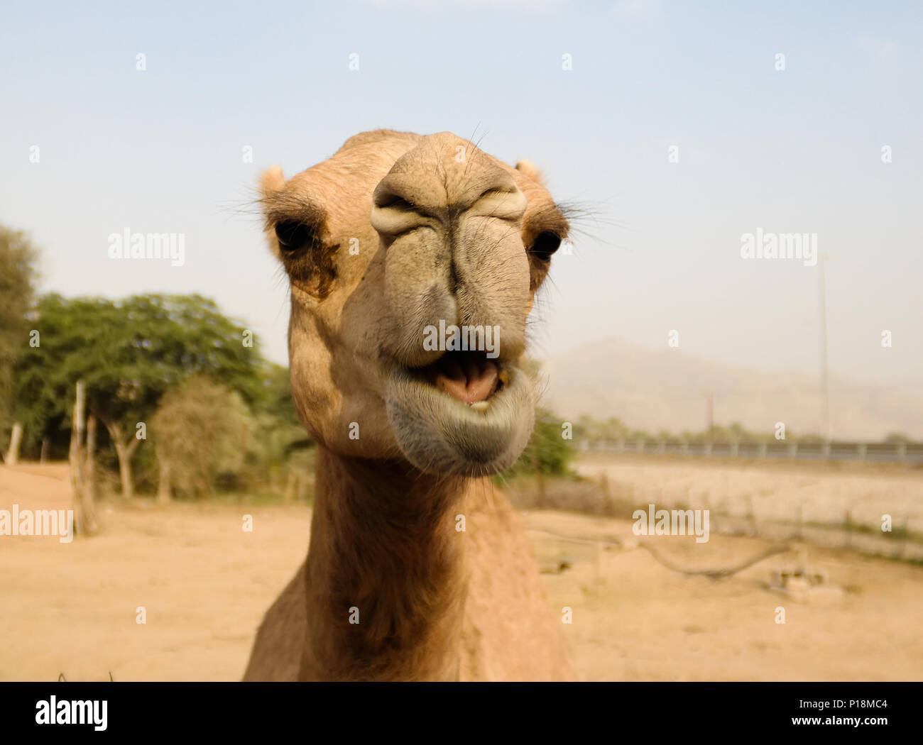 Portrait of funny camel head in Sharjah, UAE Stock Photo - Alamy