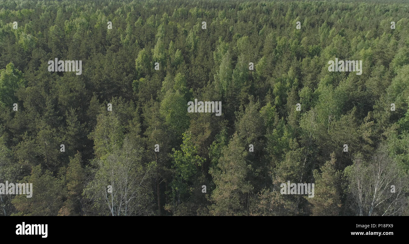 Flight over green pine forest hi-res stock photography and images - Alamy