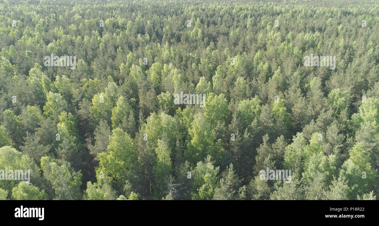 Aerial flight over mixed forest on a sunny summer day Stock Photo - Alamy