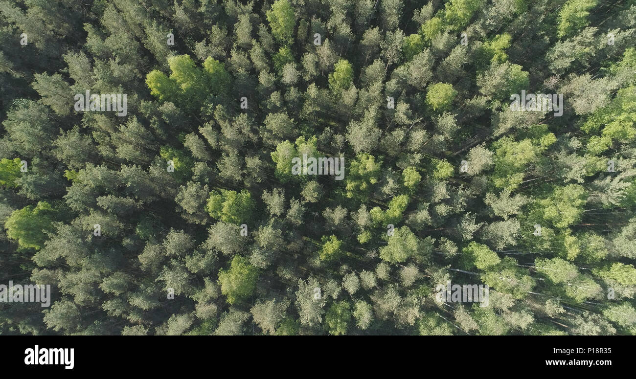 Aerial top view flight over mixed forest on a sunny summer day Stock ...