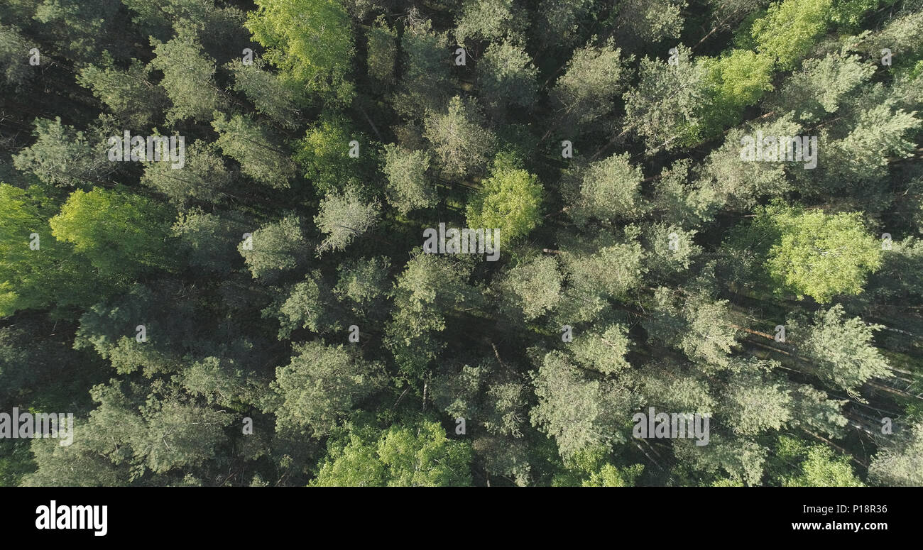 Aerial top view flight over mixed forest on a sunny summer day Stock ...