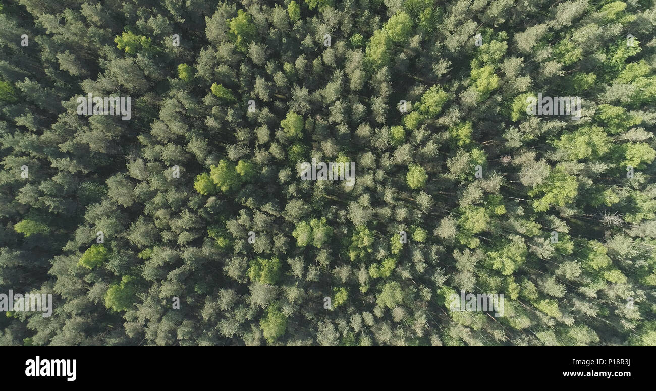 Aerial top view flight over mixed forest on a sunny summer day Stock ...