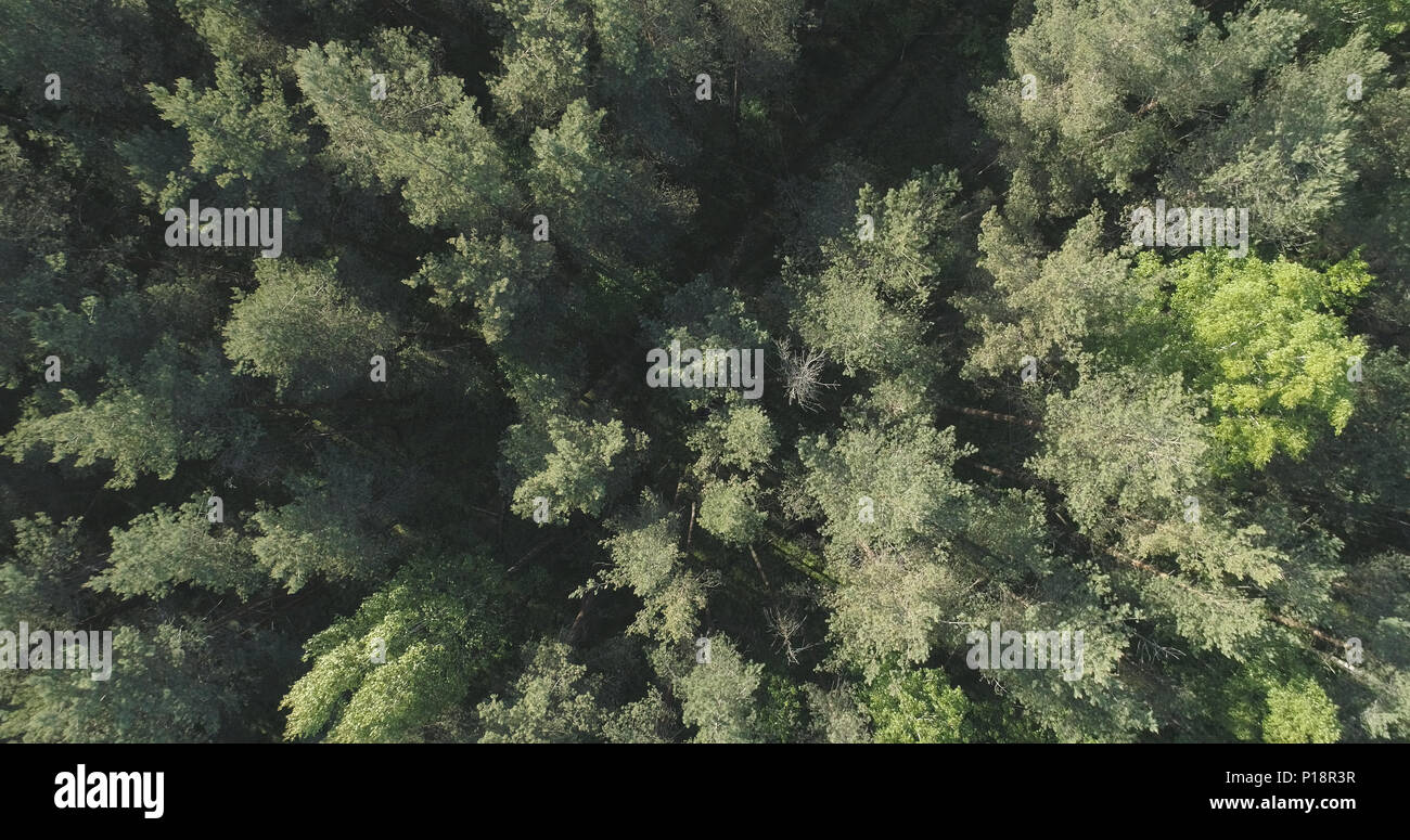 Aerial top view flight over mixed forest on a sunny summer day Stock ...