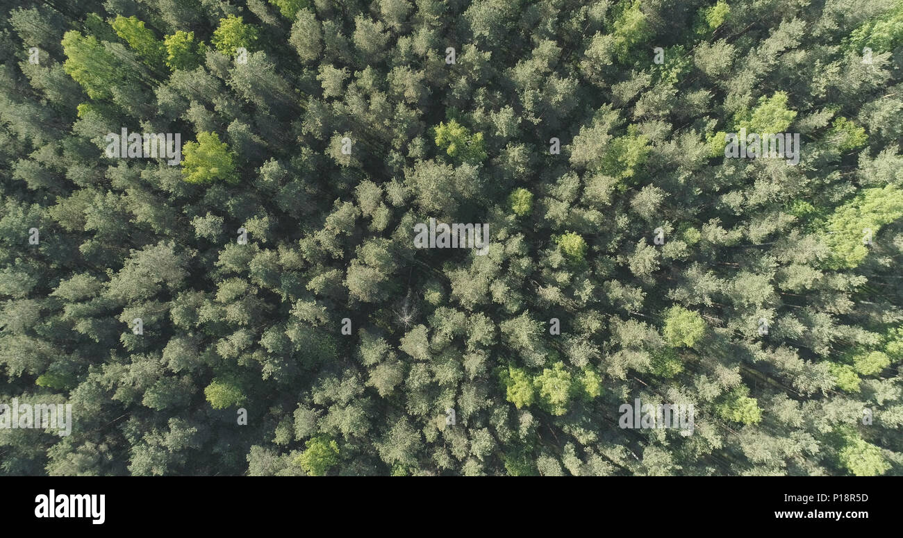 Aerial top view flight over mixed forest on a sunny summer day Stock ...