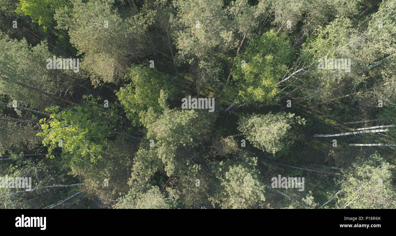 Aerial top view flight over mixed forest on a sunny summer day Stock ...