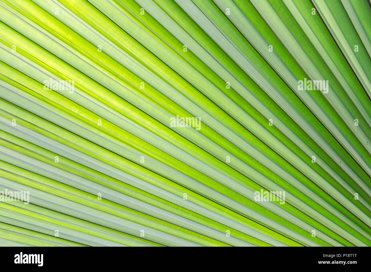Green leaf texture background for website template, spring beauty ...
