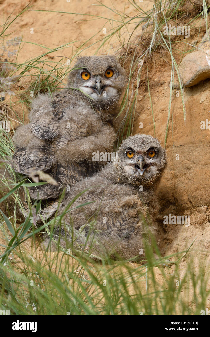 Juvenile owls hi-res stock photography and images - Alamy