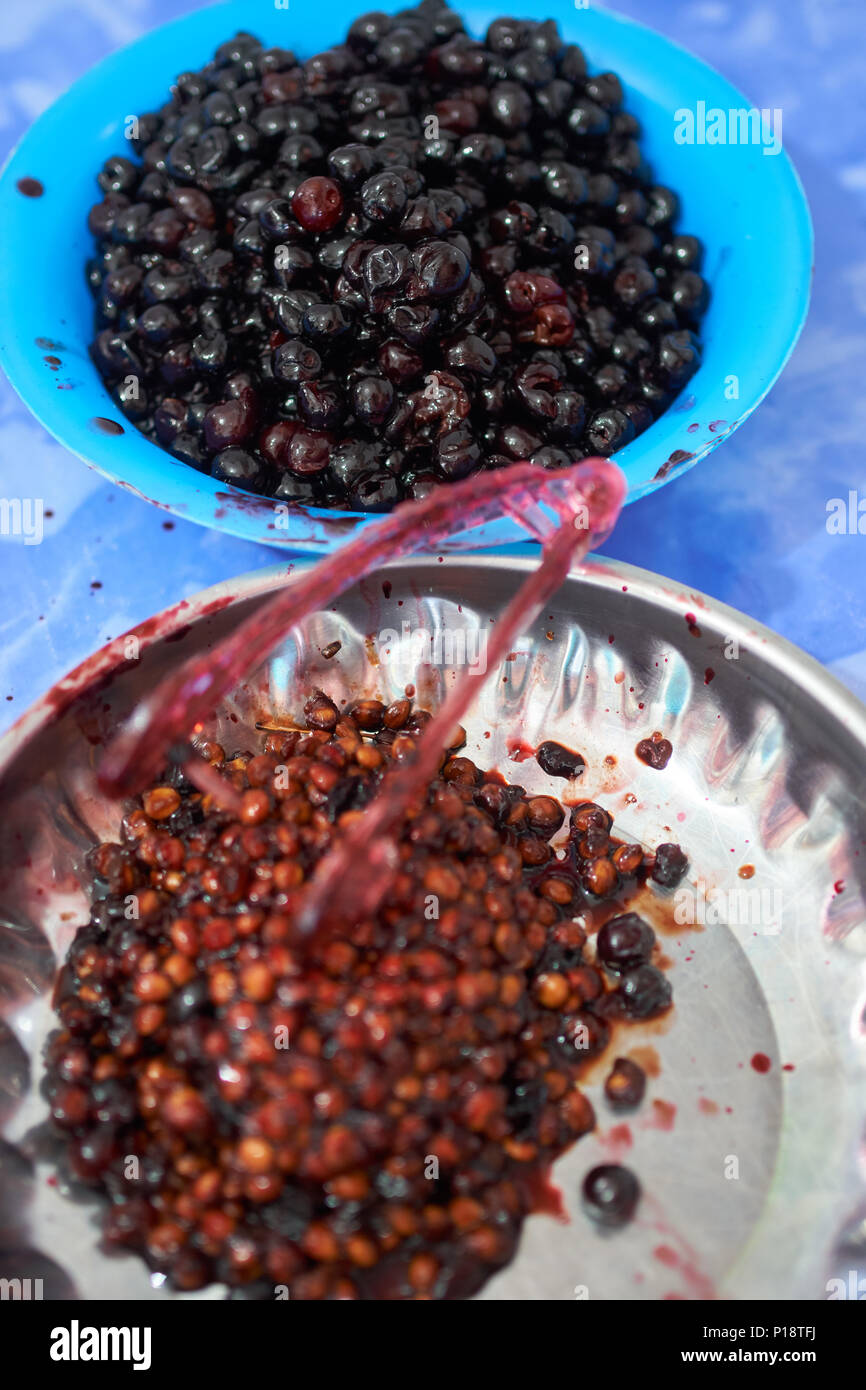 Pitted black bitter wild cherries ready to be turned into jam or ...