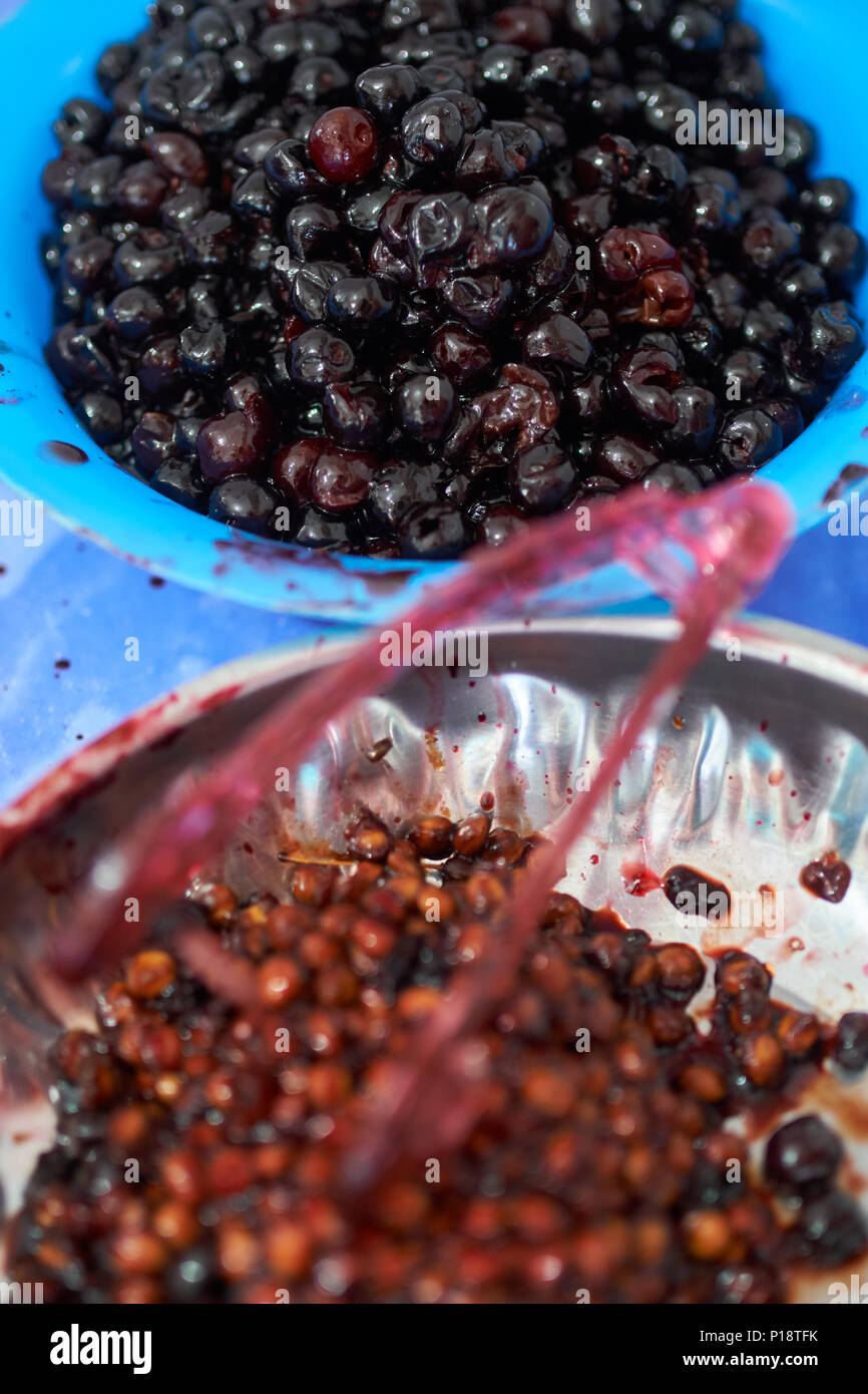 Pitted black bitter wild cherries ready to be turned into jam or ...