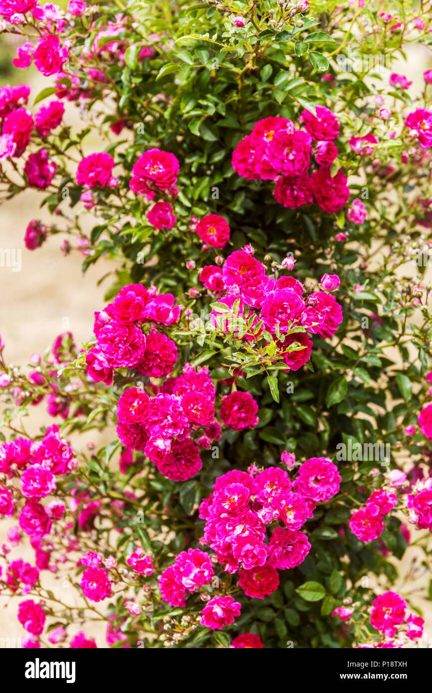 Purple climbing rose garden, Rosa " Excelsa Stock Photo - Alamy