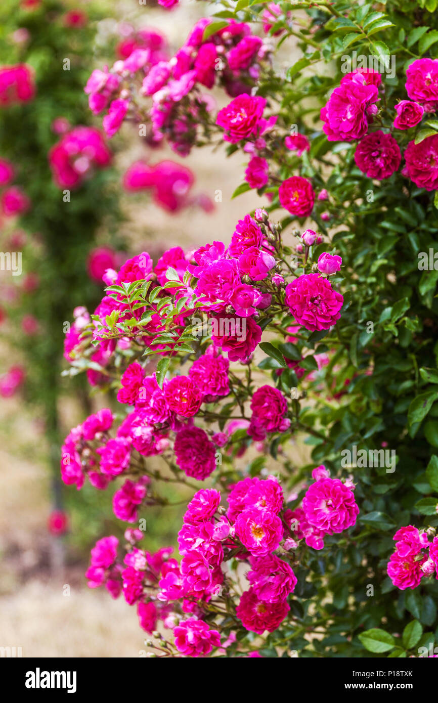 Roses garden climbing hi-res stock photography and images - Alamy