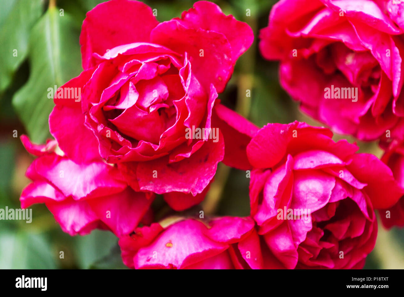 Pink climbing rose hi-res stock photography and images - Alamy