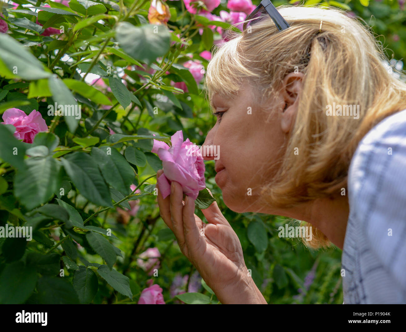 Woman smelling a rose flower Stock Photo - Alamy