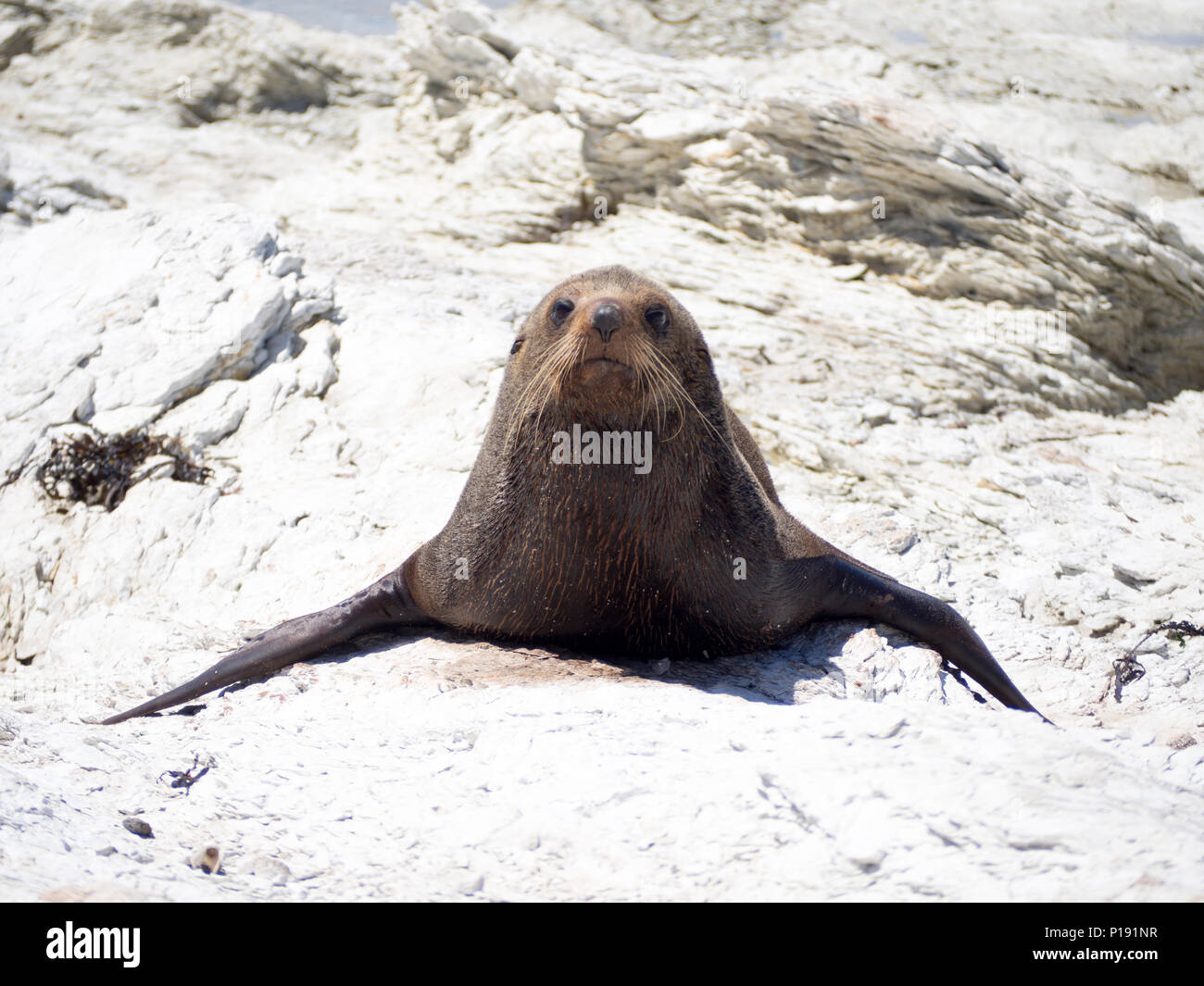 Staring Watching New Zealand Fur Seal in Kaikoura New Zealand Stock ...
