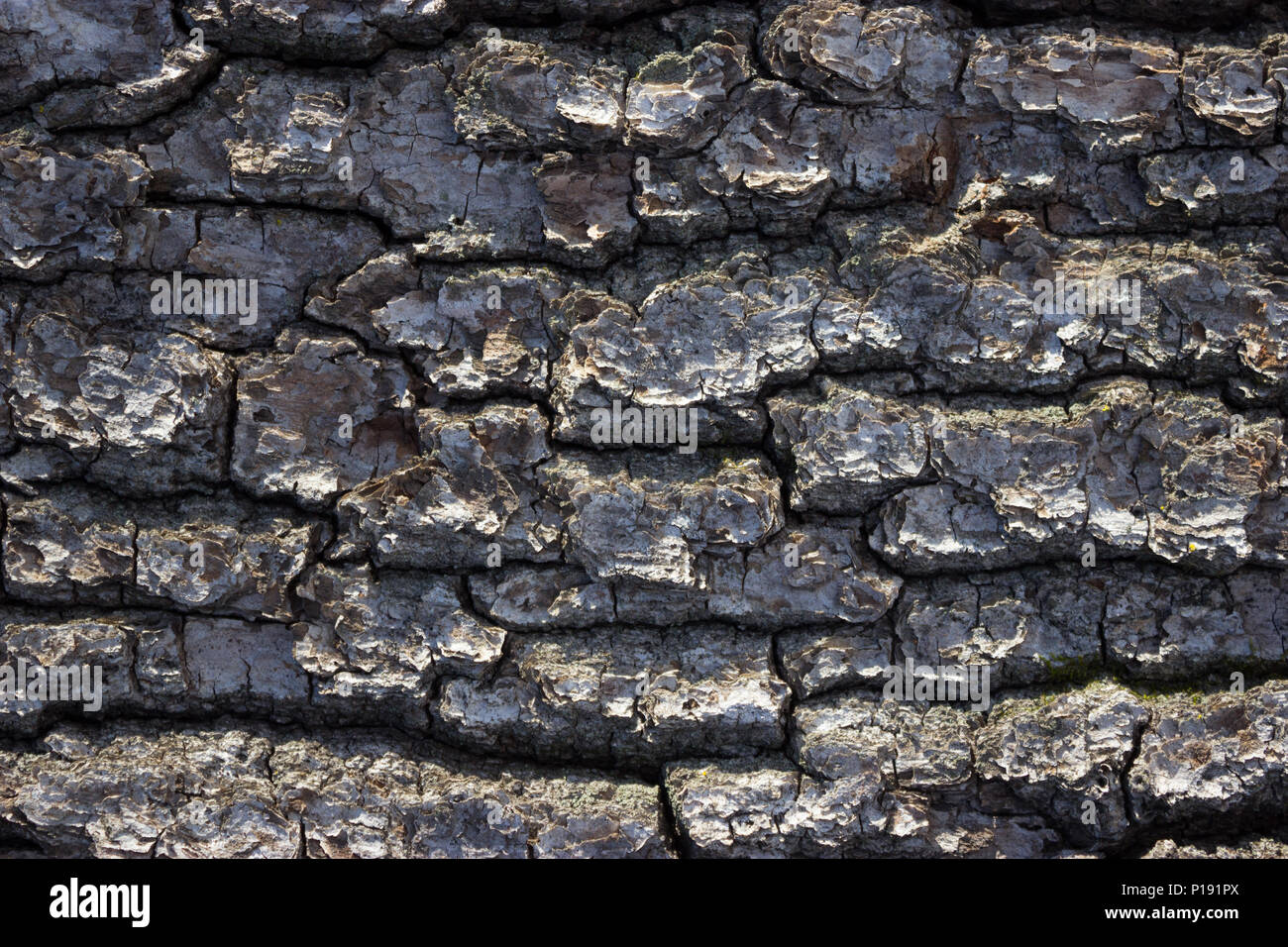 dry tree bark texture background. close up Stock Photo - Alamy