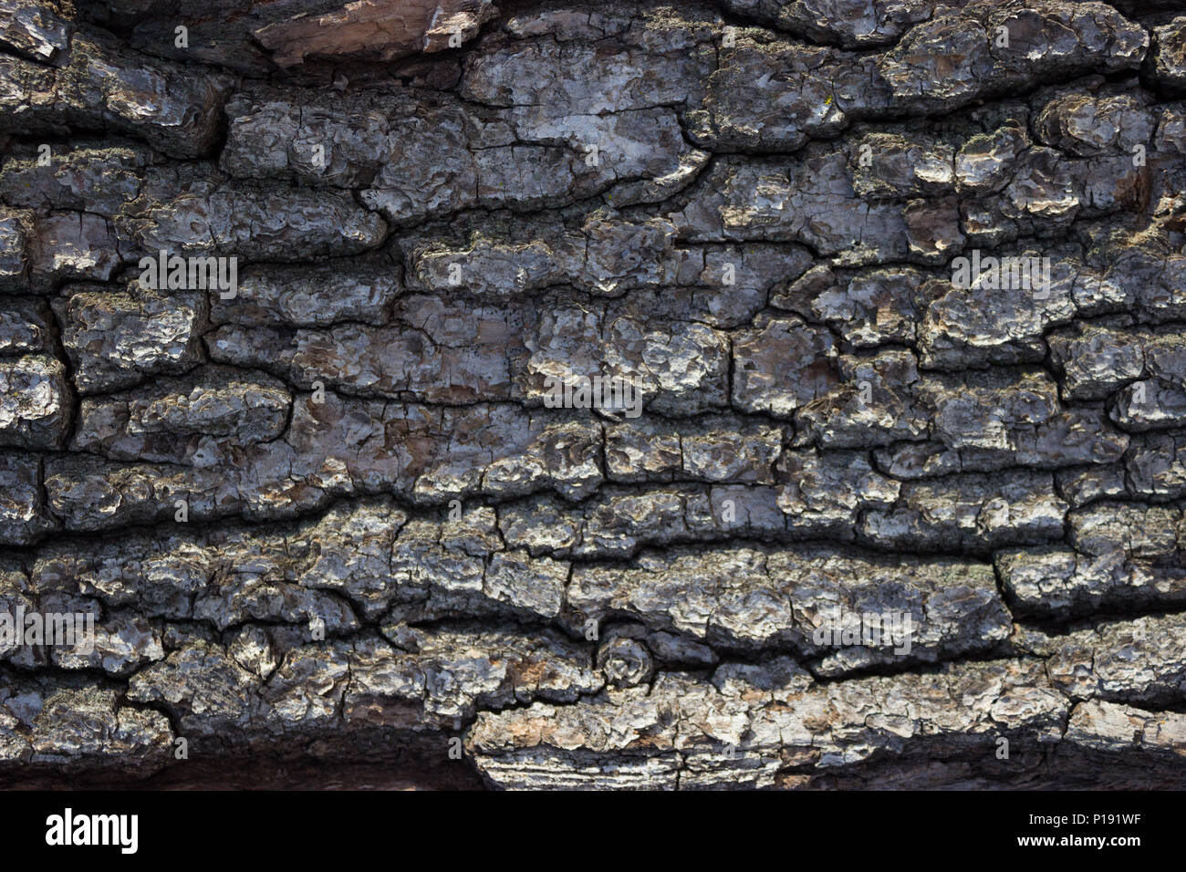 dry tree bark texture background. close up Stock Photo - Alamy