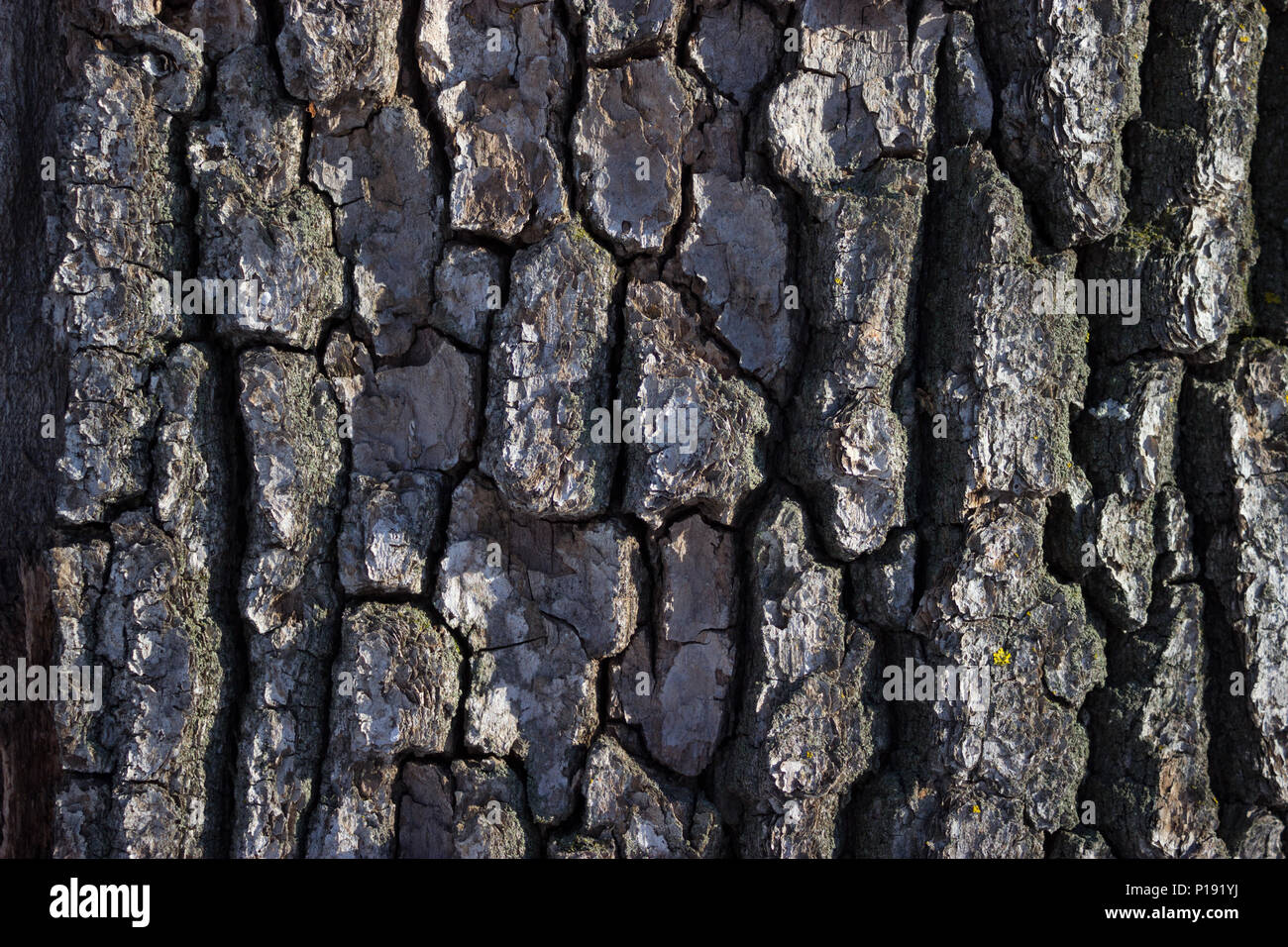 dry tree bark texture background. close up Stock Photo - Alamy