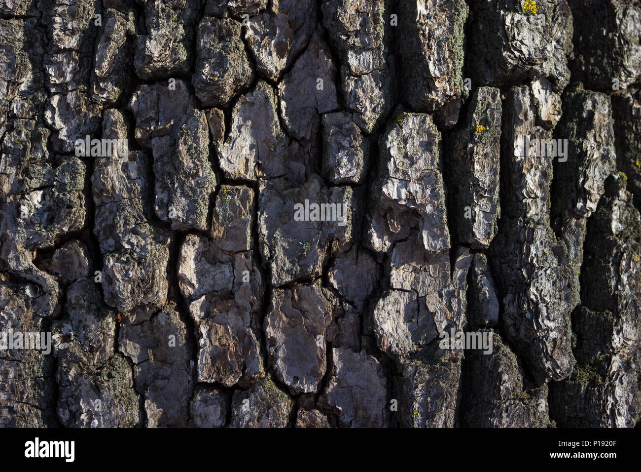 dry tree bark texture background. close up Stock Photo - Alamy
